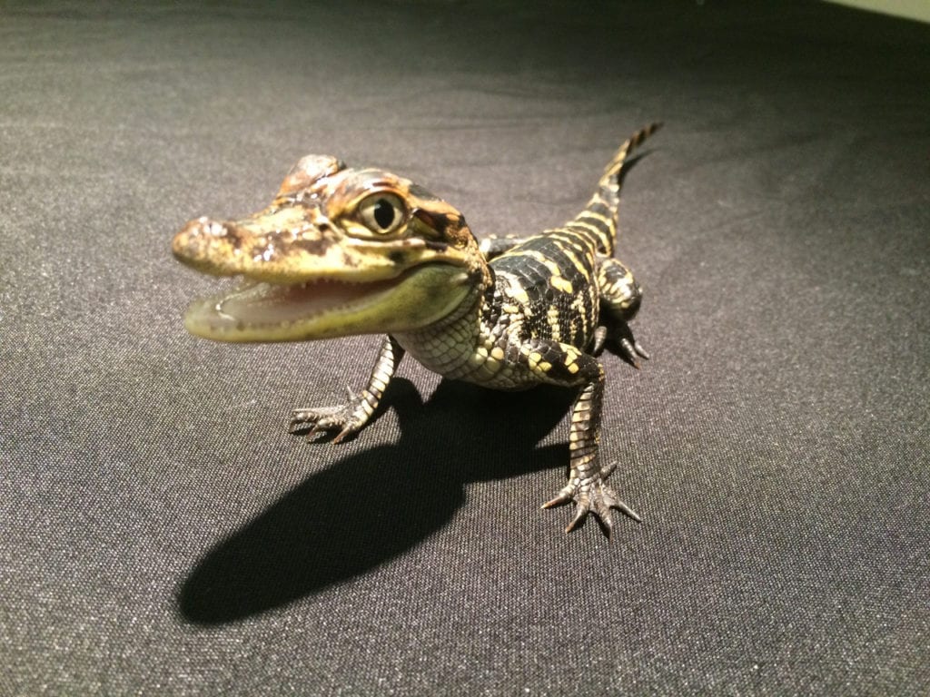 A Visit from the Vet