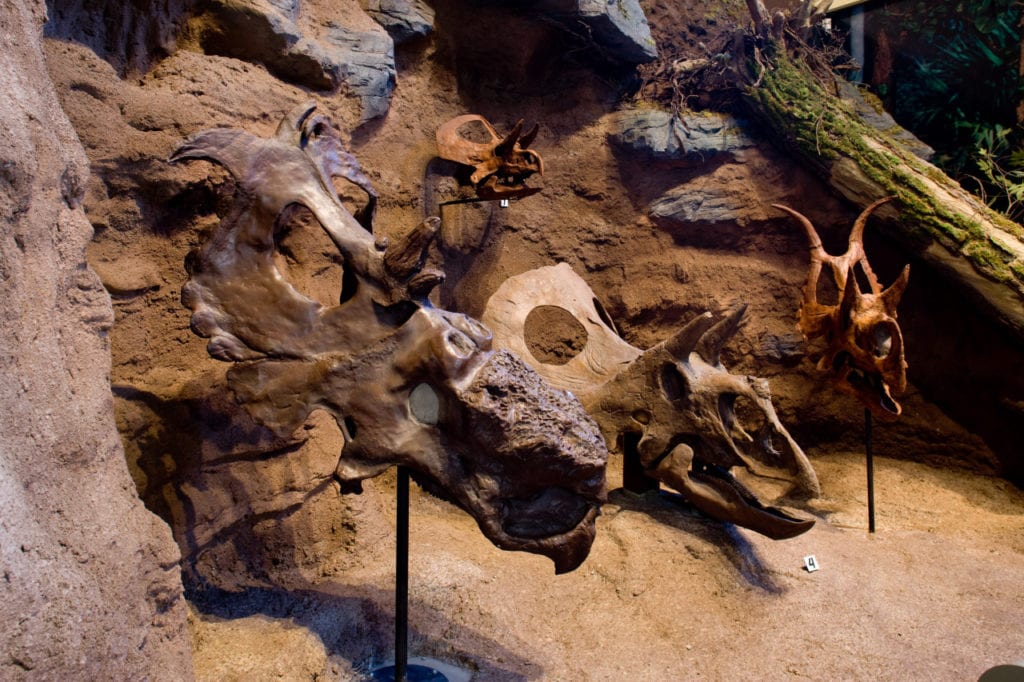 Dinosaurs in their Time Spotlight: Ceratopsians