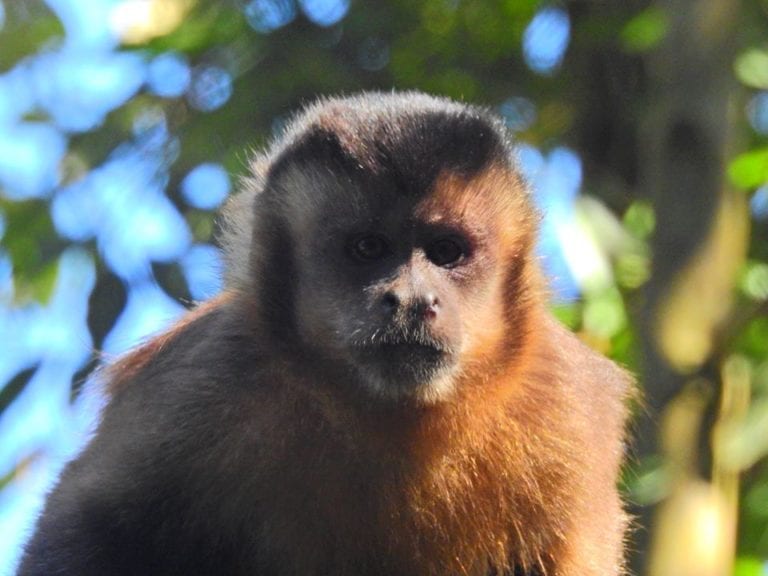 Snapshot from Brazil: black capuchin (Sapajus nigritus)