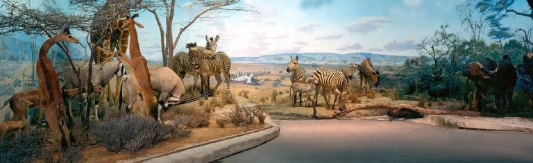 Mammals (Mammalogy)