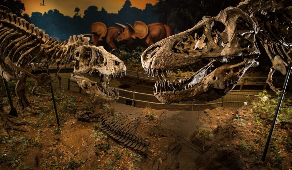 Virtual Field Trips & Activities