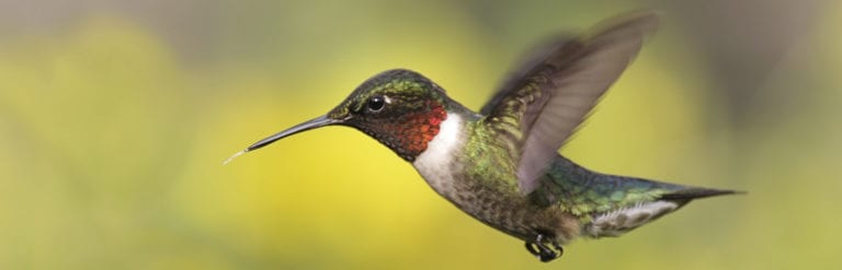 Hummingbird Day