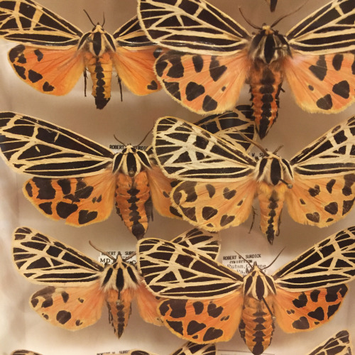 Specimens from invertebrate zoology - Carnegie Museum of Natural History