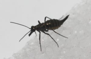 Finding Insects in Fresh Snow