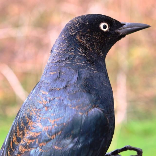 Adult male rusty blackbird | Carnegie Museum of Natural History