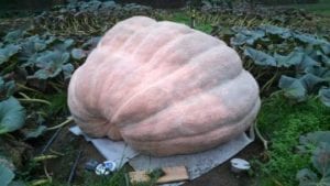 Sasquatch Squash