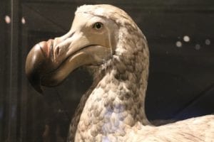 Rethinking the Dodo
