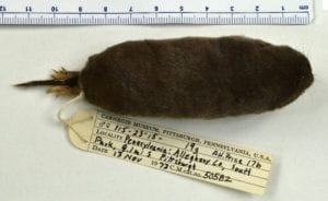 The Naming of the Shrew