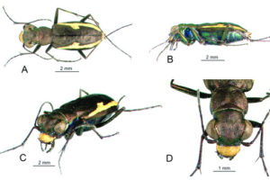 John Wible, Ph.D. - Carnegie Museum of Natural History