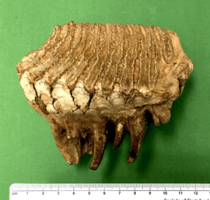 Meet The Newest Addition To The Fossil Vertebrate Collection