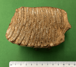 Meet The Newest Addition To The Fossil Vertebrate Collection