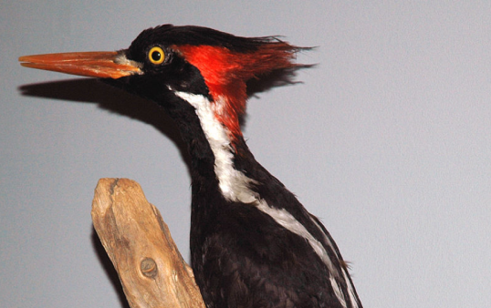 Lazarus Bird - Carnegie Museum of Natural History