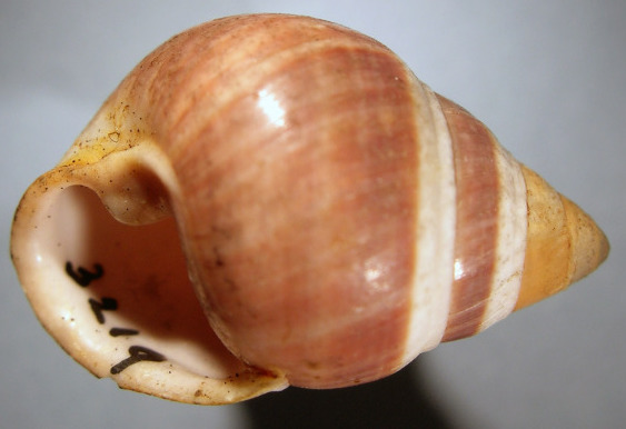 Snail Extinction – Bad Situation Getting Worse - Carnegie Museum of ...