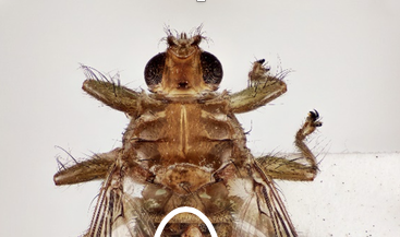 Bugs on Bugs on Bugs…on Birds - Carnegie Museum of Natural History