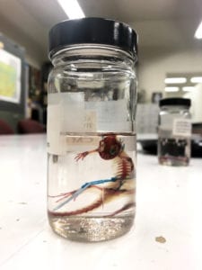 Photos of Fluid-Preserved Specimens: A Different Kind of Portrait