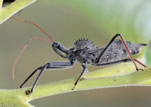 So, Just What is a Wheel Bug?