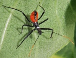 So, Just What is a Wheel Bug?