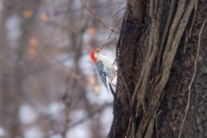 Adventures with Taiji Nelson