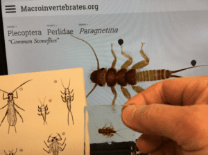 Learning to See, Seeing to Learn, Freshwater Insects