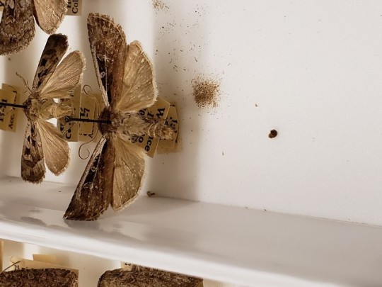 Bugs That Really Bug Us—Systematic Freezing of the Entire Collection in ...