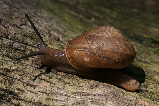 Land Snail Webbhelix multilineata Rediscovered Living in Pennsylvania ...
