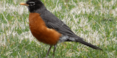 Blog - Carnegie Museum of Natural History