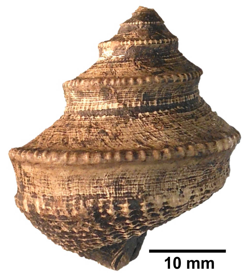 Invertebrate Paleontology