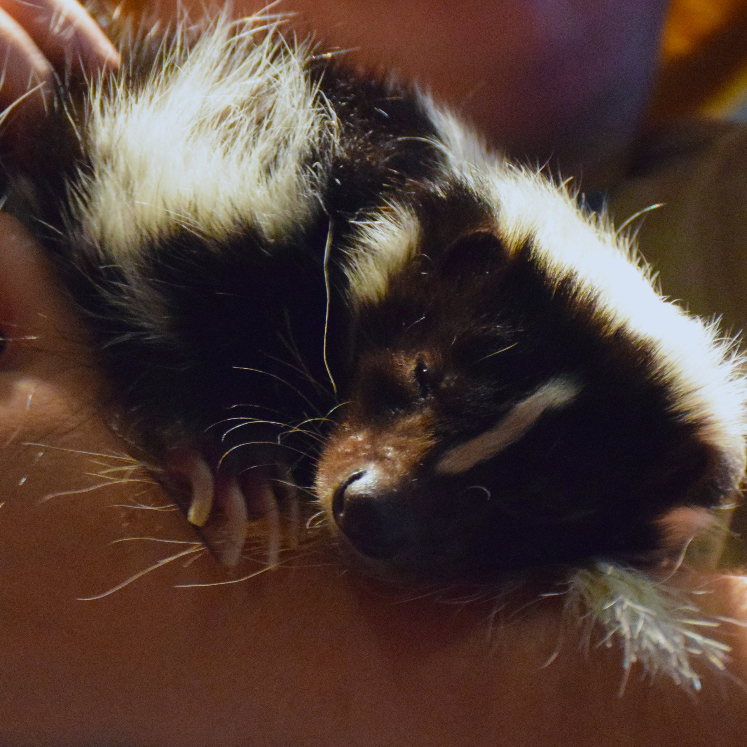 Explore | Carnegie Museum of Natural History