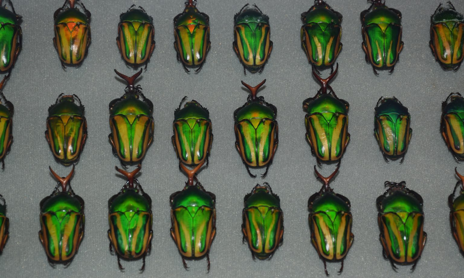 Bug Bonanza: Virtual Bug Display