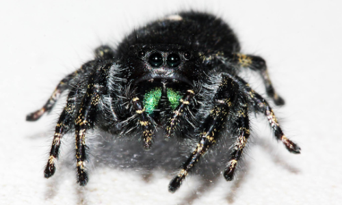 Blog - Carnegie Museum of Natural History