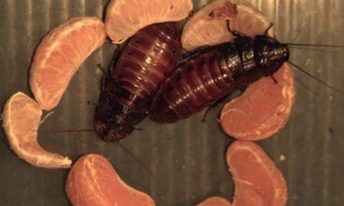 Blog - Carnegie Museum of Natural History