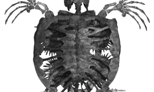 Blog - Carnegie Museum of Natural History