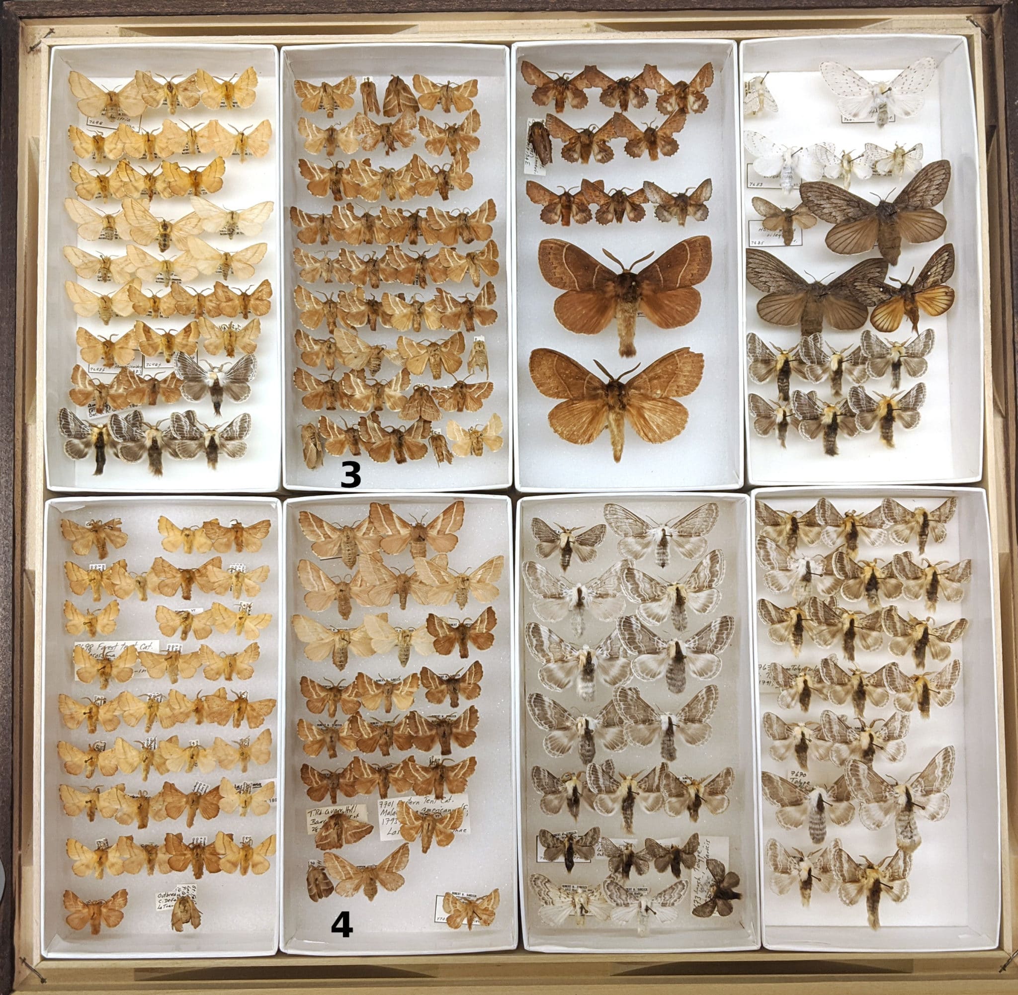 Scientist Takeover: Invertebrate Zoology Specimens