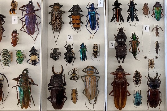 Scientist Takeover: Invertebrate Zoology Specimens - Carnegie Museum of ...