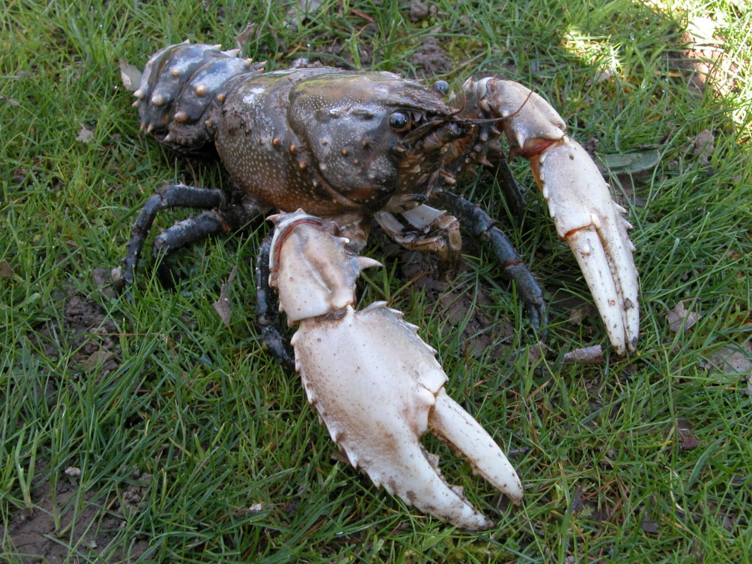 Scientist Takeover: Invertebrate Zoology Specimens