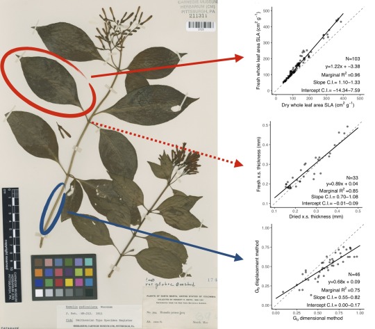 Herbarium specimens hold more information than we realize - Carnegie ...