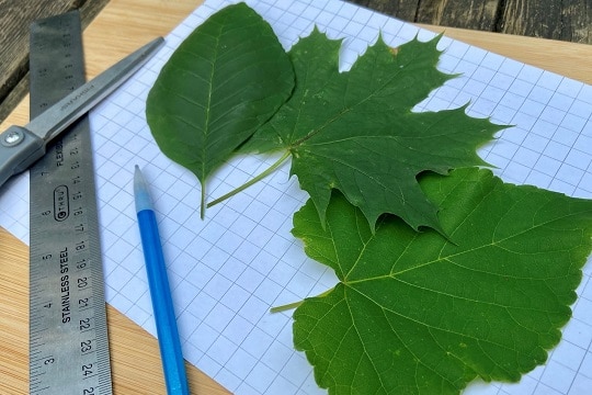 Scientist Takeover Activity: Measuring Leaves - Carnegie Museum of ...