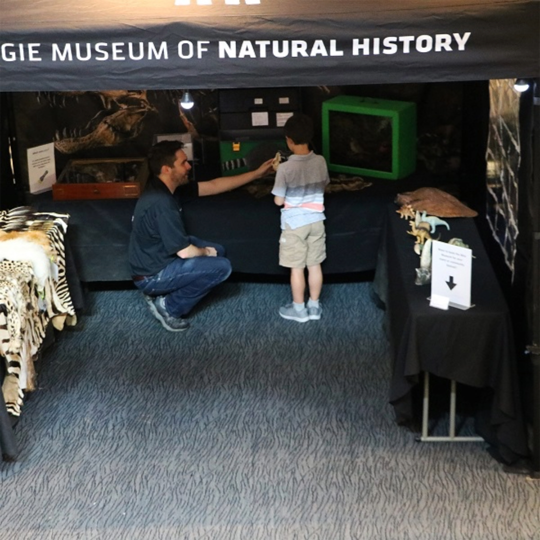 Bring the Museum to You