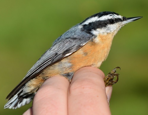The Christmas Bird Count During an Irruption Year - Carnegie Museum of ...