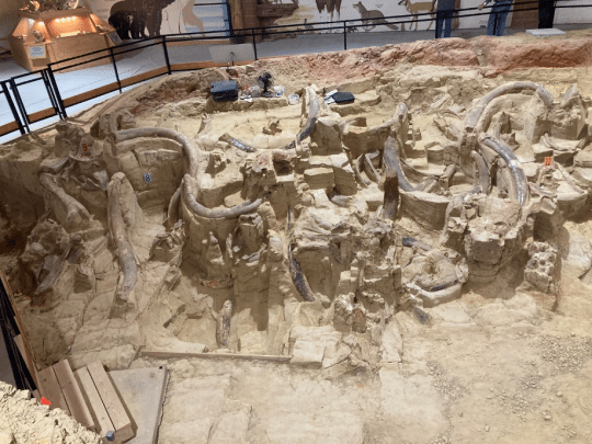 A Visit to the Mammoth Site, Hot Springs, SD - Carnegie Museum of ...