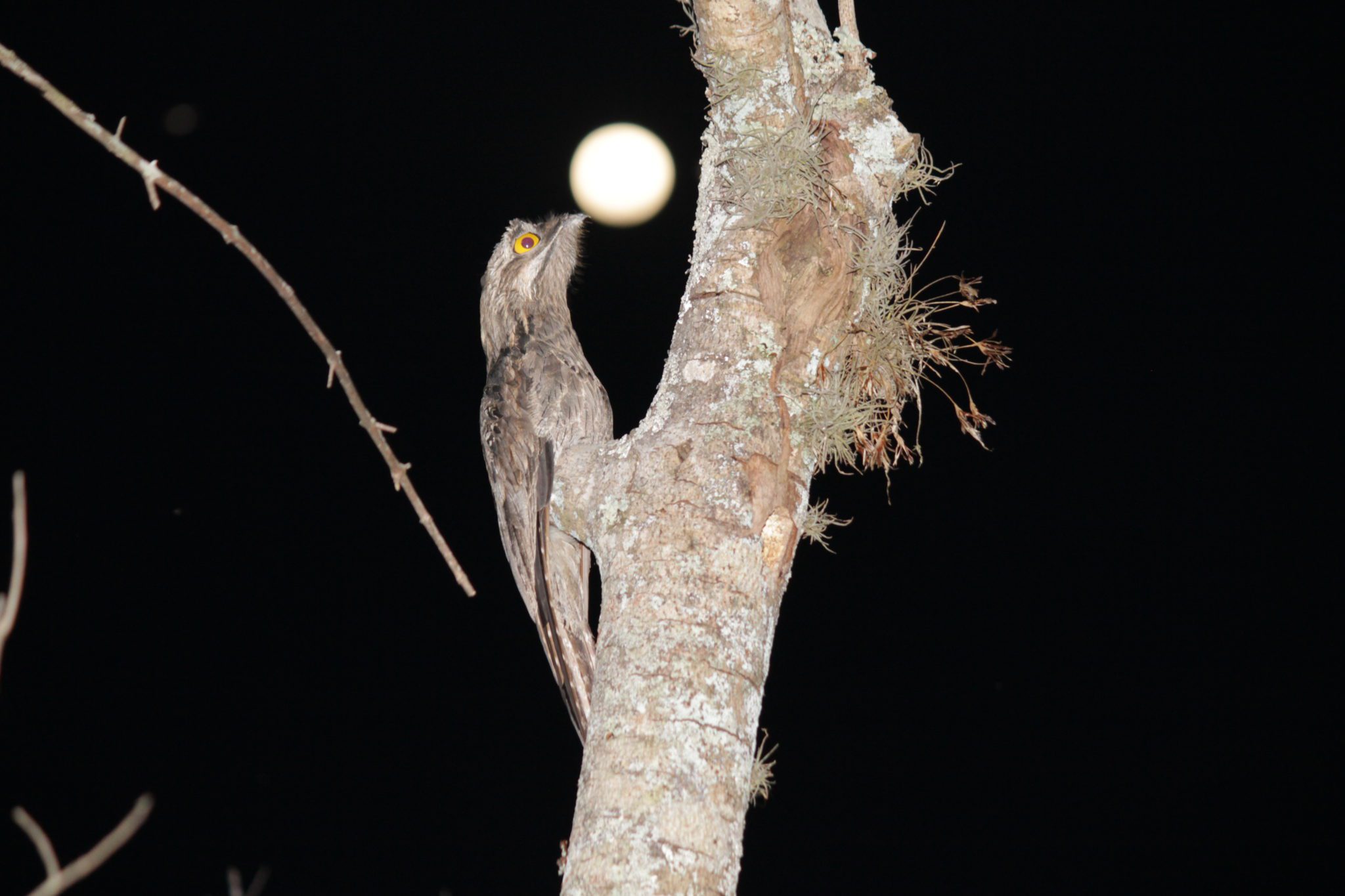 Surprising Study Reveals that Common Potoo Bird Is Migratory