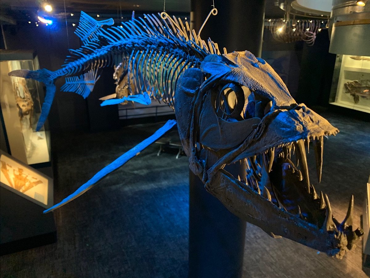 Carnegie Museum of Natural History Adds Five New Specimens to ...