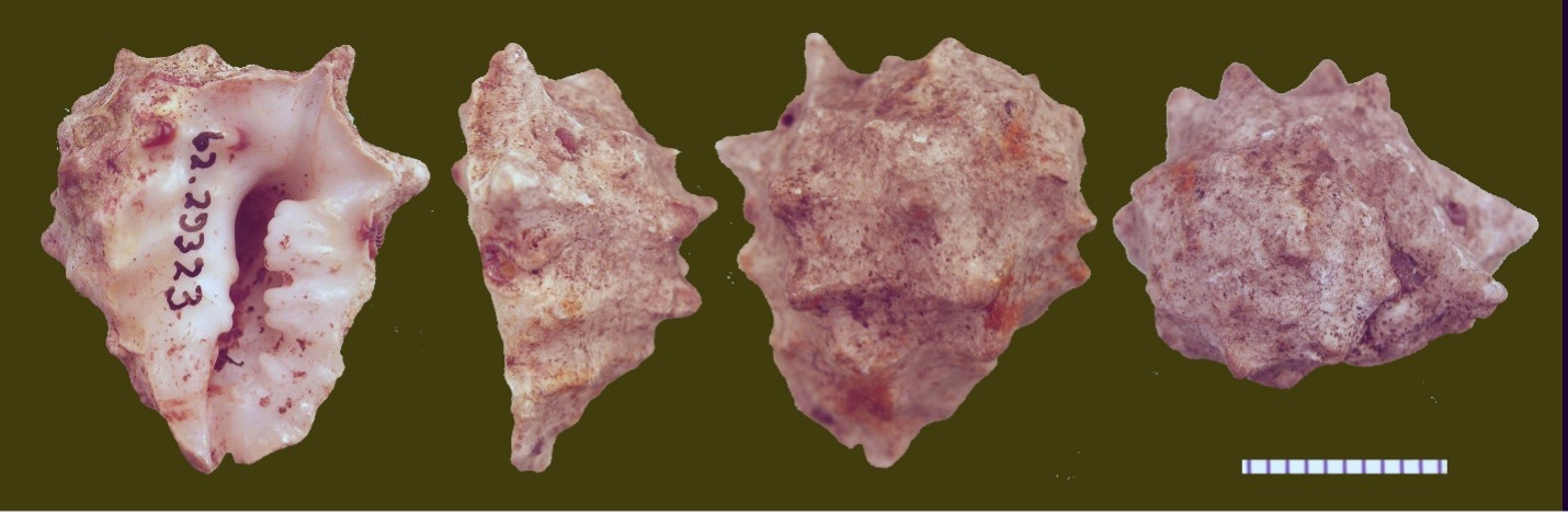 Sea Snails from Christmas Island