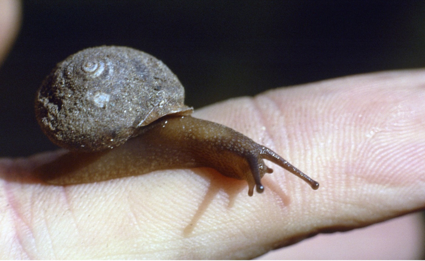 Can Snails Feel Love?