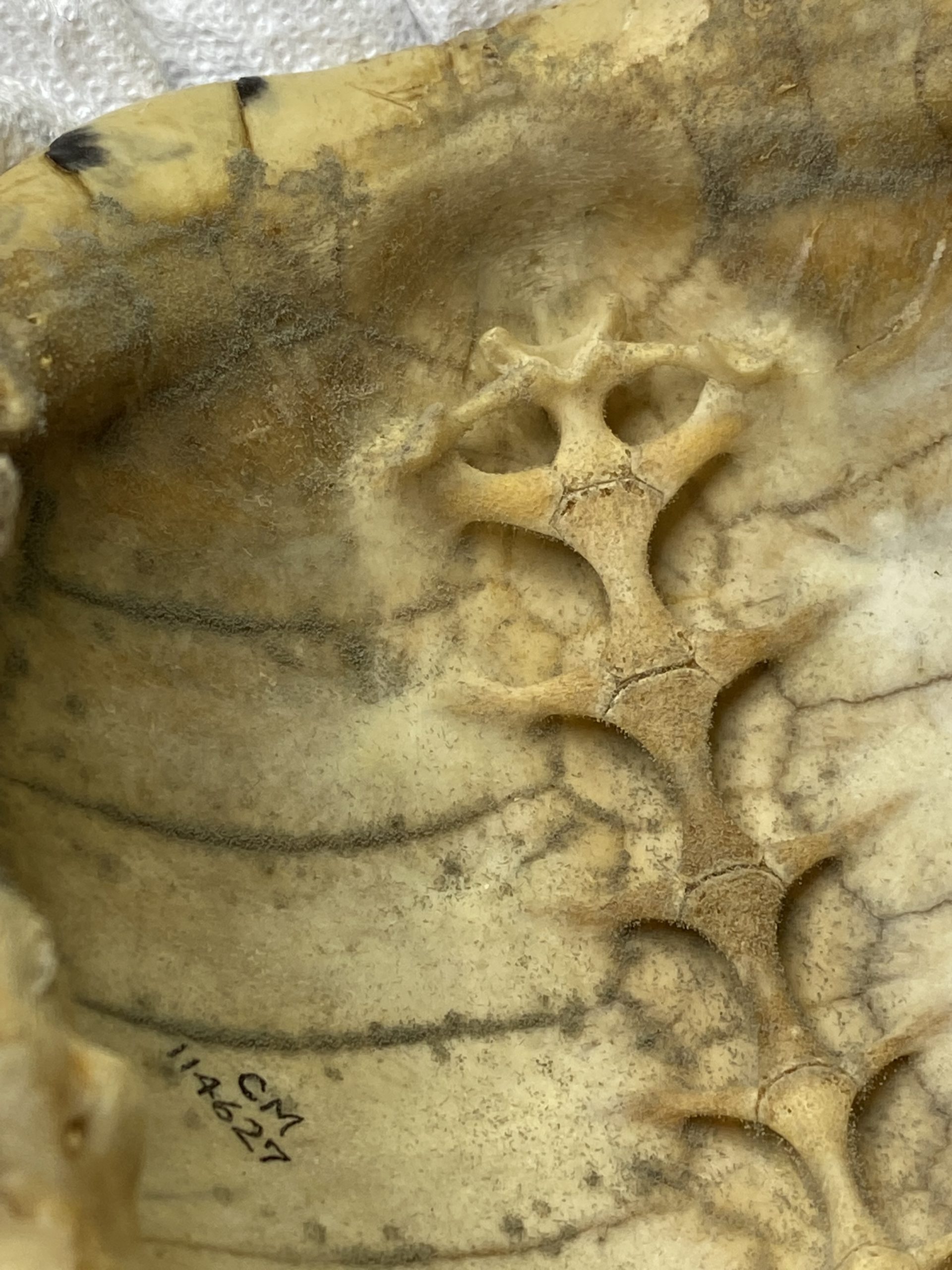 Reptiles, and Amphibians, and Bones? Oh My!