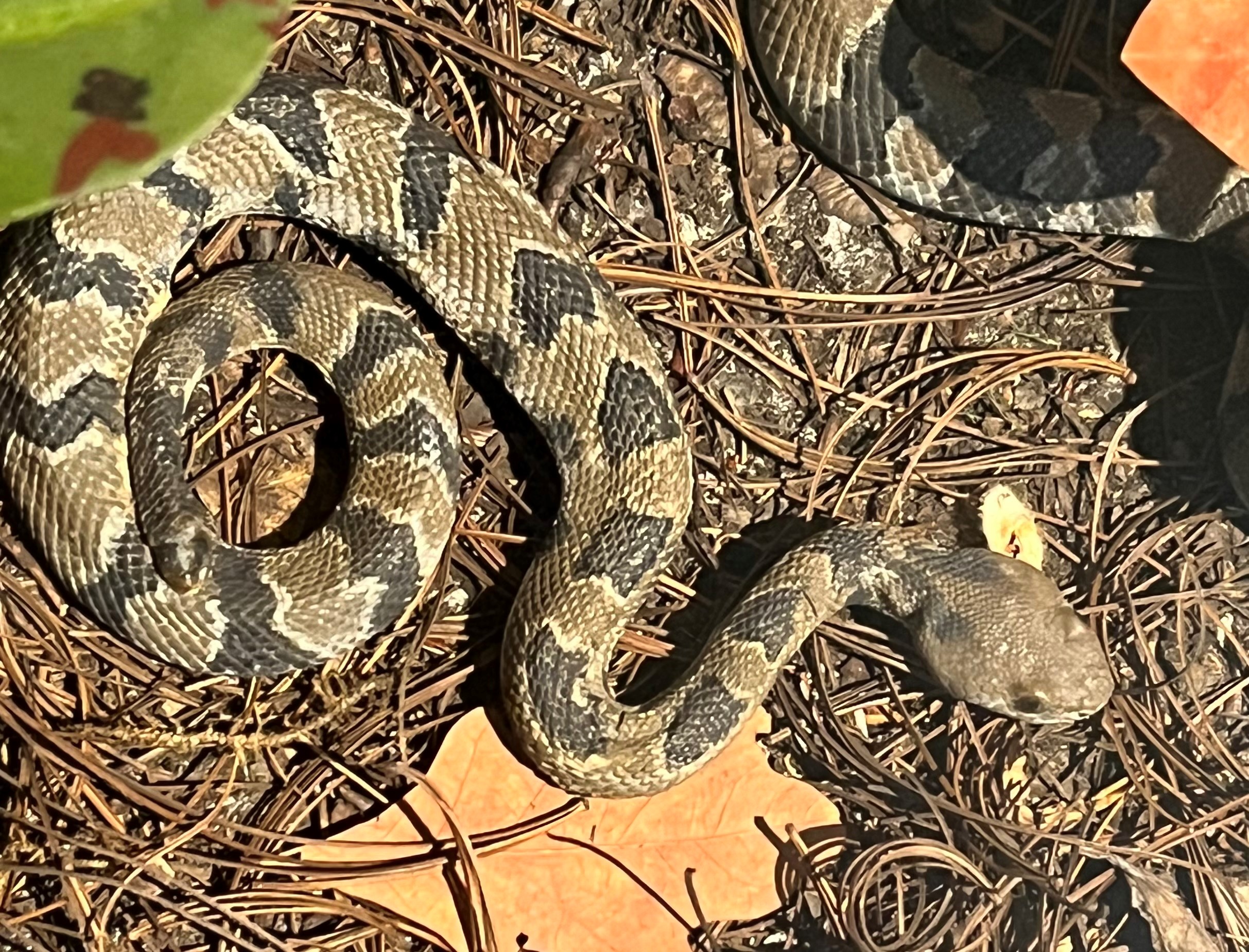 St. Patrick and Our Fear and Fascination With Snakes - Carnegie Museum ...