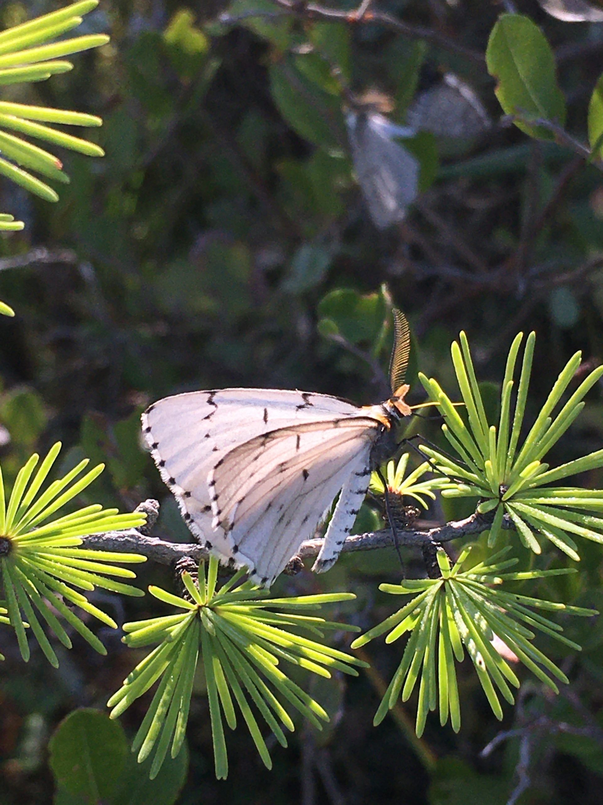 Using iNaturalist in the City Nature Challenge and beyond