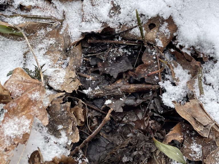 Exploring the Role of Leaf Litter In Our Forests