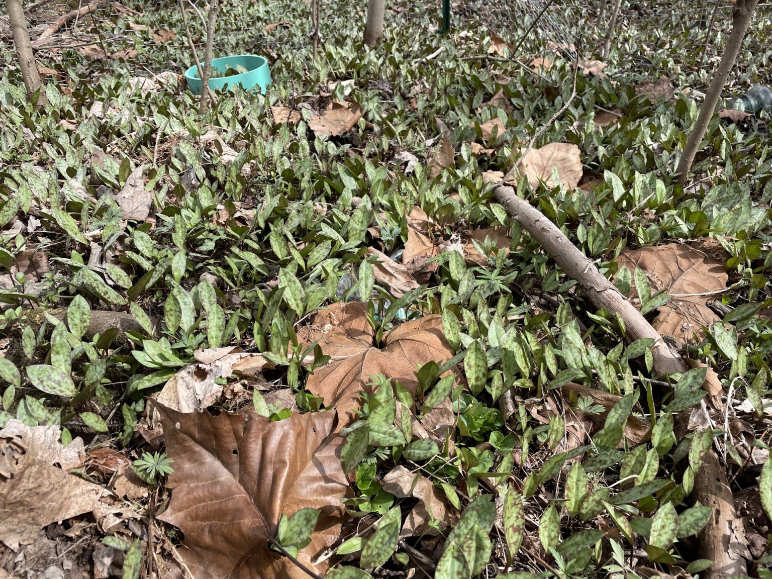 Exploring the Role of Leaf Litter In Our Forests