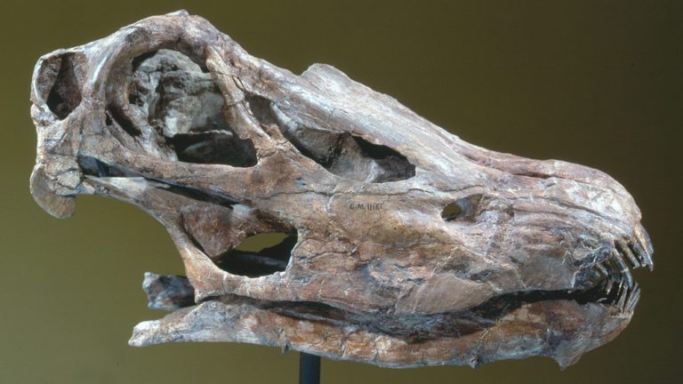 Moriarty Science Seminar: “Finding Dippy: The Science Behind an Icon”